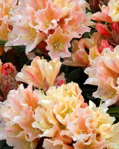 Rhododendron 'Glowing Gold' in the Rhododendrons Database - Garden.org