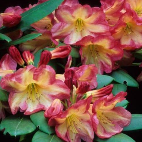 Rhododendron 'Ring of Fire' in the Rhododendrons Database - Garden.org