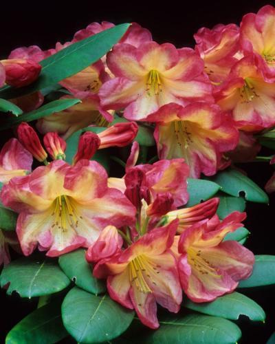 Rhododendron 'Ring of Fire' in the Rhododendrons Database - Garden.org