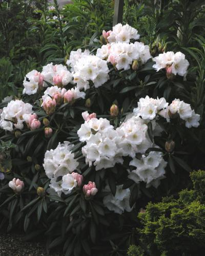 Dwarf Rhododendron (Rhododendron 'Senator Henry M. Jackson') in the ...