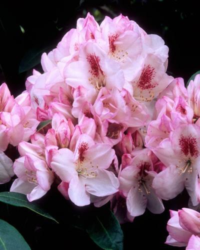 Rhododendron 'Lady de Rothschild' in the Rhododendrons Database ...