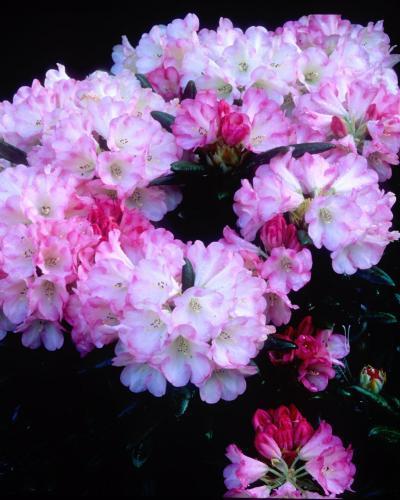 Rhododendron 'Silver Skies' in the Rhododendrons Database - Garden.org