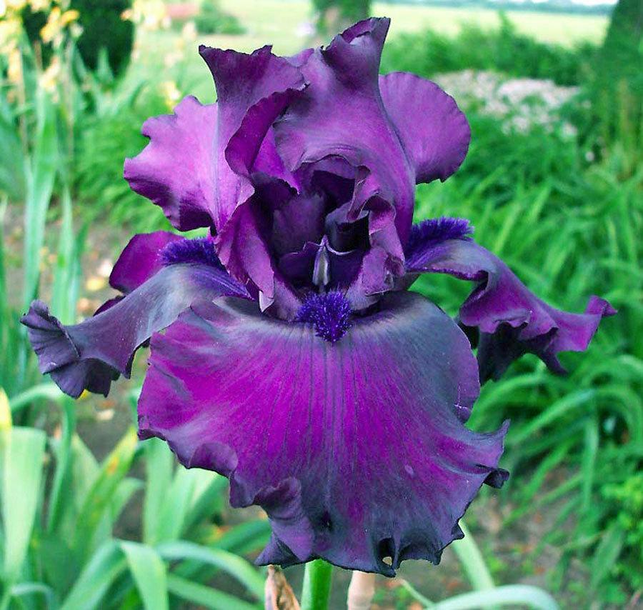Tall Bearded Iris (Iris 'Thunder Spirit') in the Irises Database ...