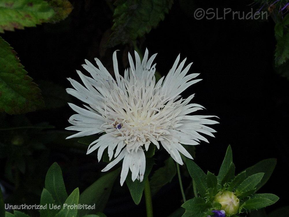 Stokes' Aster (Stokesia laevis 'Silver Moon') - Garden.org