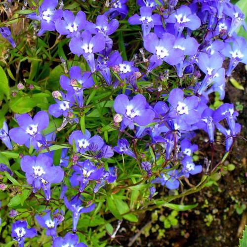 Lobelia erinus 'Riviera Blue Eyes' - Garden.org