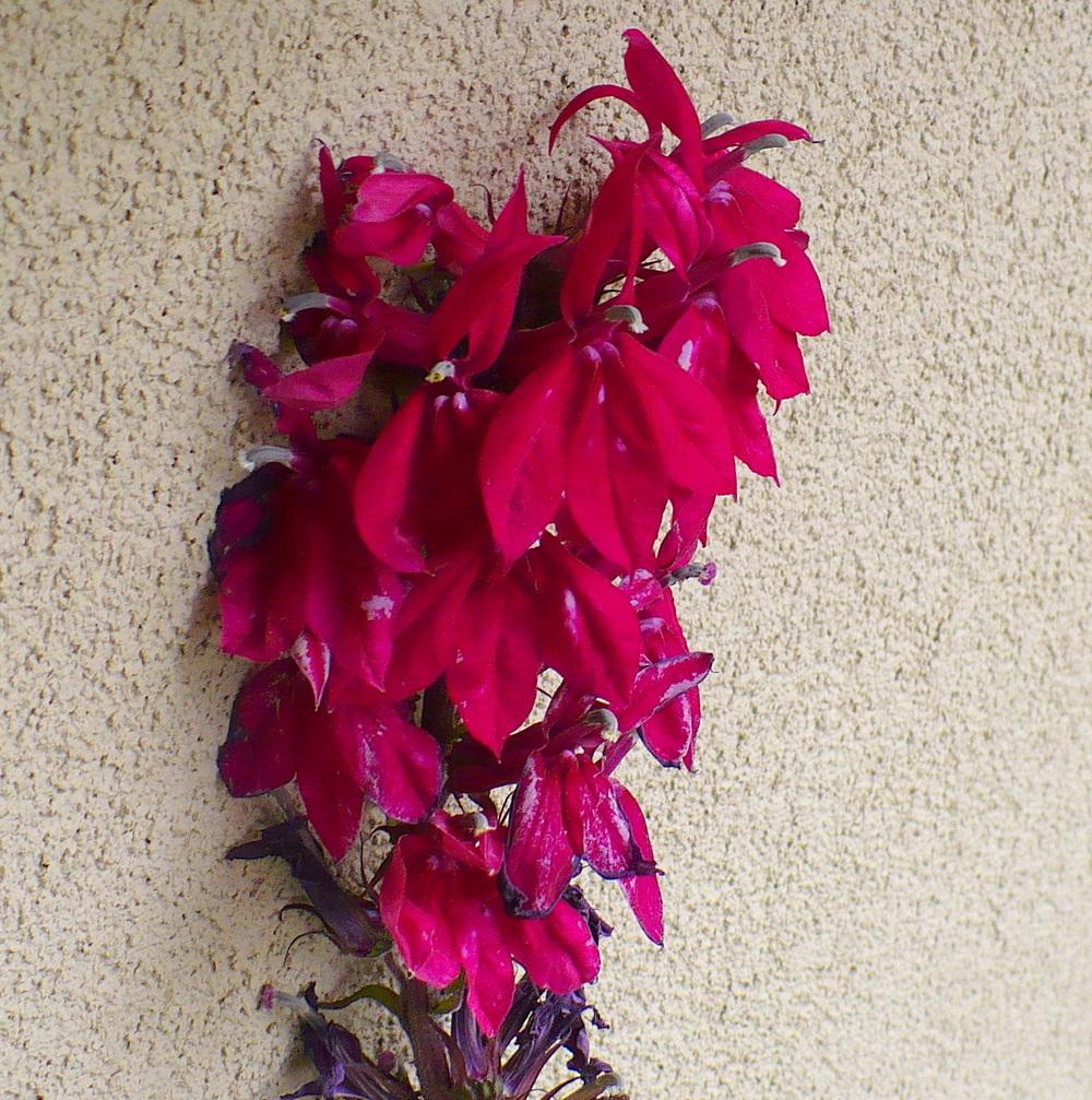 Hybrid Cardinal Flower (Lobelia x speciosa 'Compliment Deep Red ...