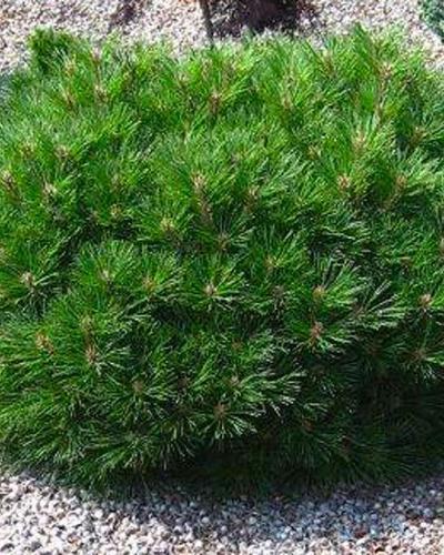 Pine (Pinus Brepo®) - Garden.org