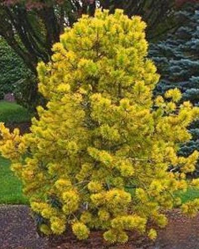Scots Pine (Pinus sylvestris 'Gold Coin') - Garden.org