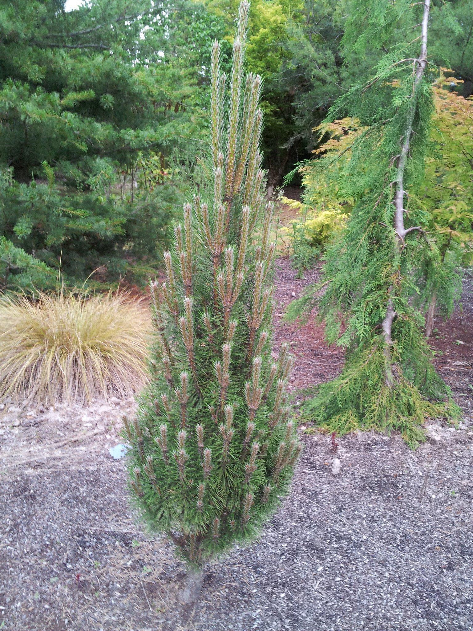 Photo of the entire plant of European Black Pine (Pinus nigra 'Komet ...