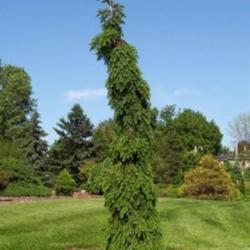 Weeping Serbian Spruce (Picea omorika 'Pendula Bruns') in the Spruces ...