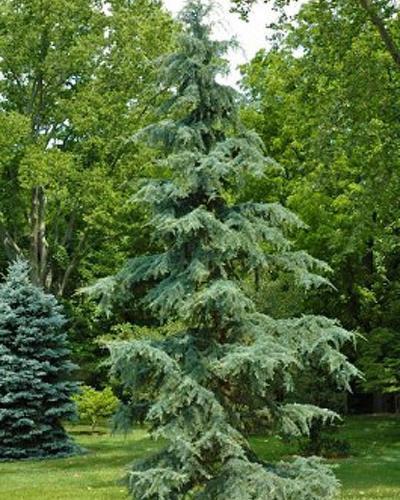 Cedrus deodara 'Karl Fuchs' - Garden.org