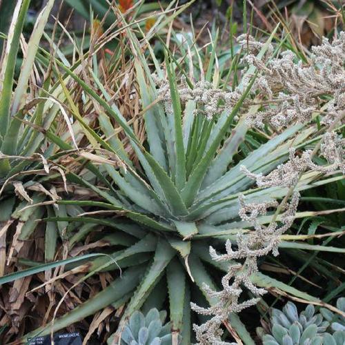 Bromeliad (Hechtia podantha) - Garden.org