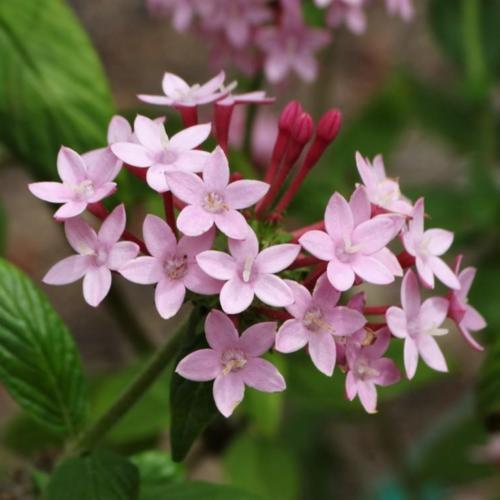 Star Flower (Pentas lanceolata) - Garden.org