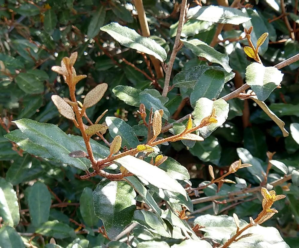 Photo of the leaves of Silverthorn (Elaeagnus pungens) posted by greene ...