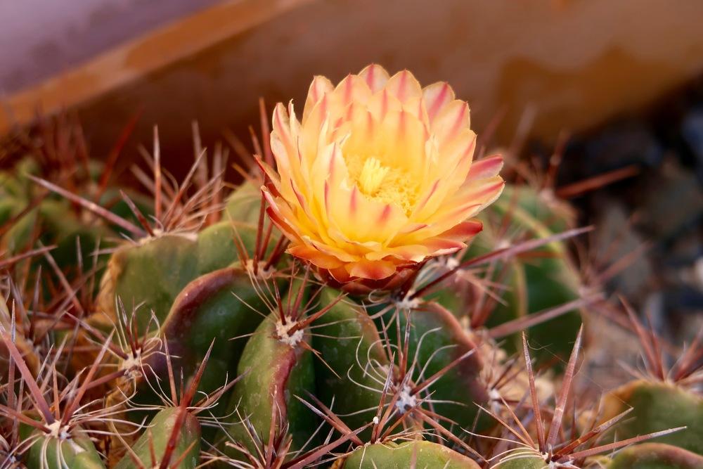 Barrel Cactus (Ferocactus robustus) - Garden.org