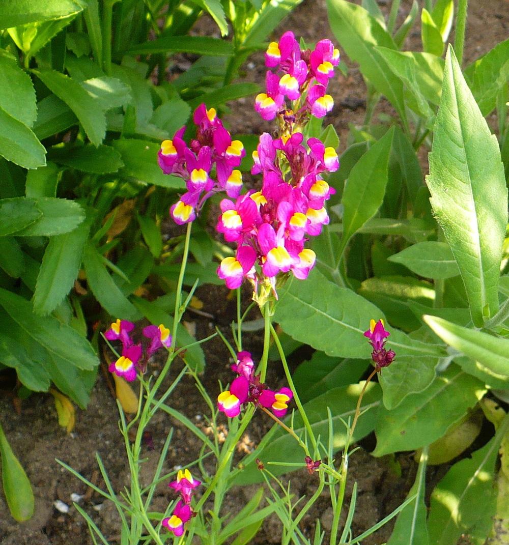 Toadflax (Linaria 'Enchantment') - Garden.org