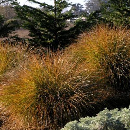 Pheasant's Tail Grass (Stipa lessingiana) - Garden.org