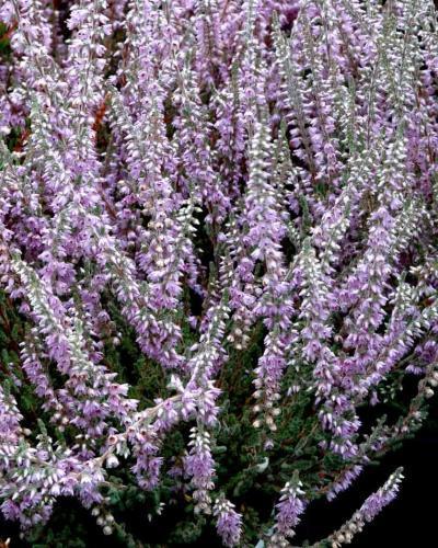 Scots Heather (Calluna vulgaris 'Silver Knight') - Garden.org