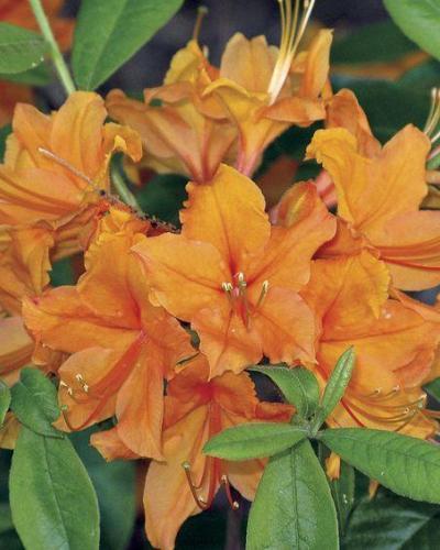 Azalea (Rhododendron 'Tangerine Delight') in the Rhododendrons Database ...