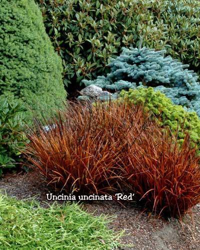 Photo of the entire plant of Red New Zealand Hook Sedge (Uncinia ...