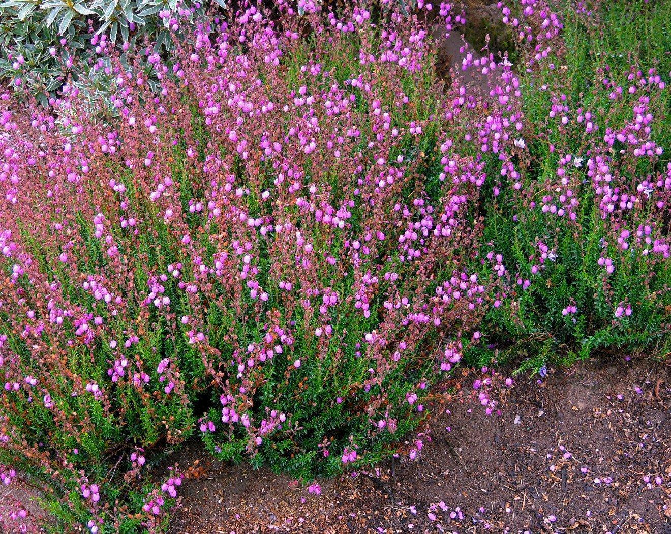 Photo of the bloom of Irish Heath (Daboecia cantabrica 'Polifolia ...