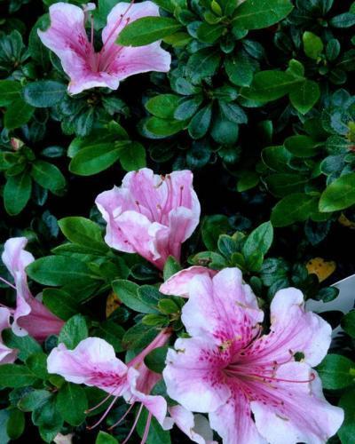 Azalea (Rhododendron 'Gumpo Fancy') in the Rhododendrons Database ...