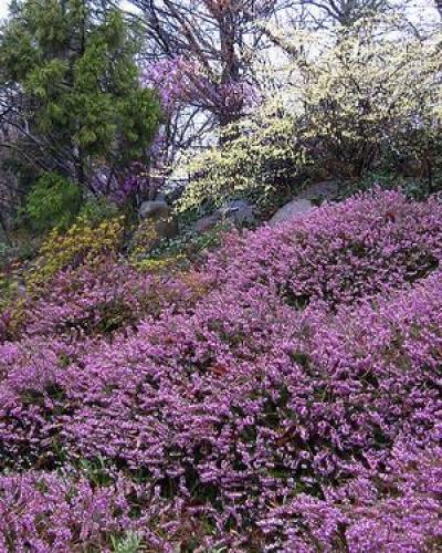Photo of the entire plant of Winter Heath (Erica carnea 'Springwood ...