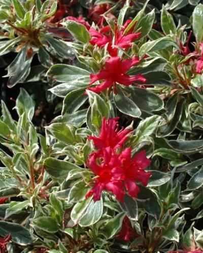 Photo of the entire plant of Evergreen Azalea (Rhododendron 'Silver ...