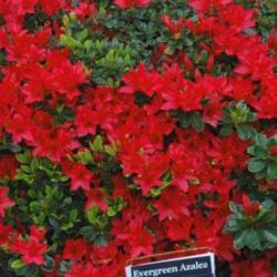 Kurume Azalea (Rhododendron 'Hino-crimson') in the Rhododendrons ...