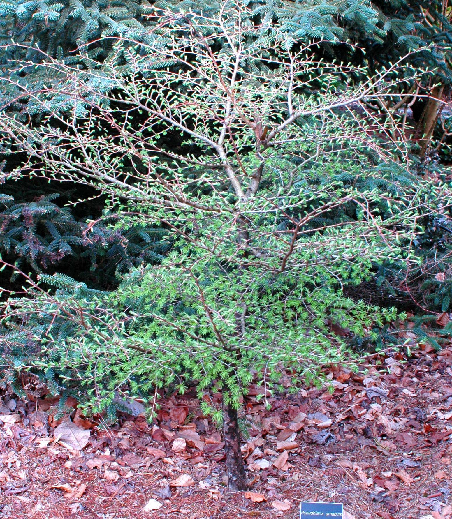 Photo of the entire plant of Golden Larch (Pseudolarix amabilis) posted ...