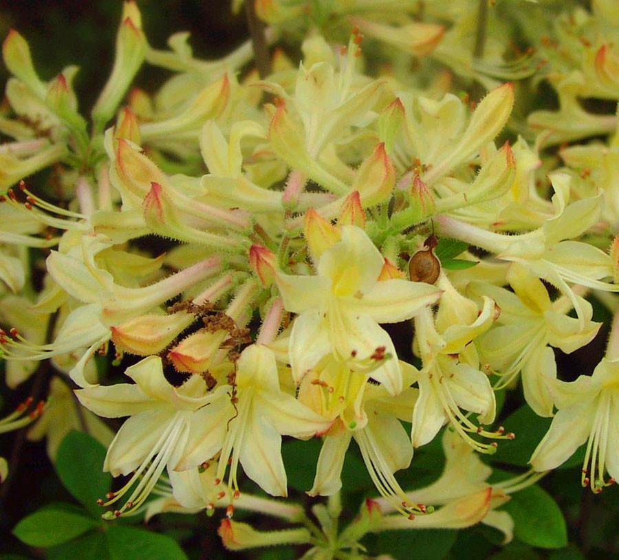 Azalea (Rhododendron 'Weston's Lemon Drop') in the Rhododendrons ...