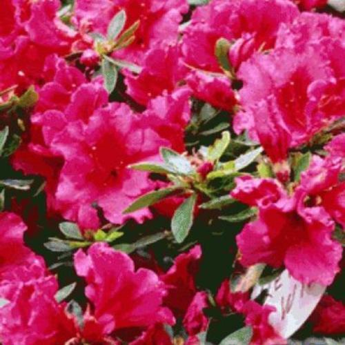 Azalea (Rhododendron 'Red Wing') in the Rhododendrons Database - Garden.org