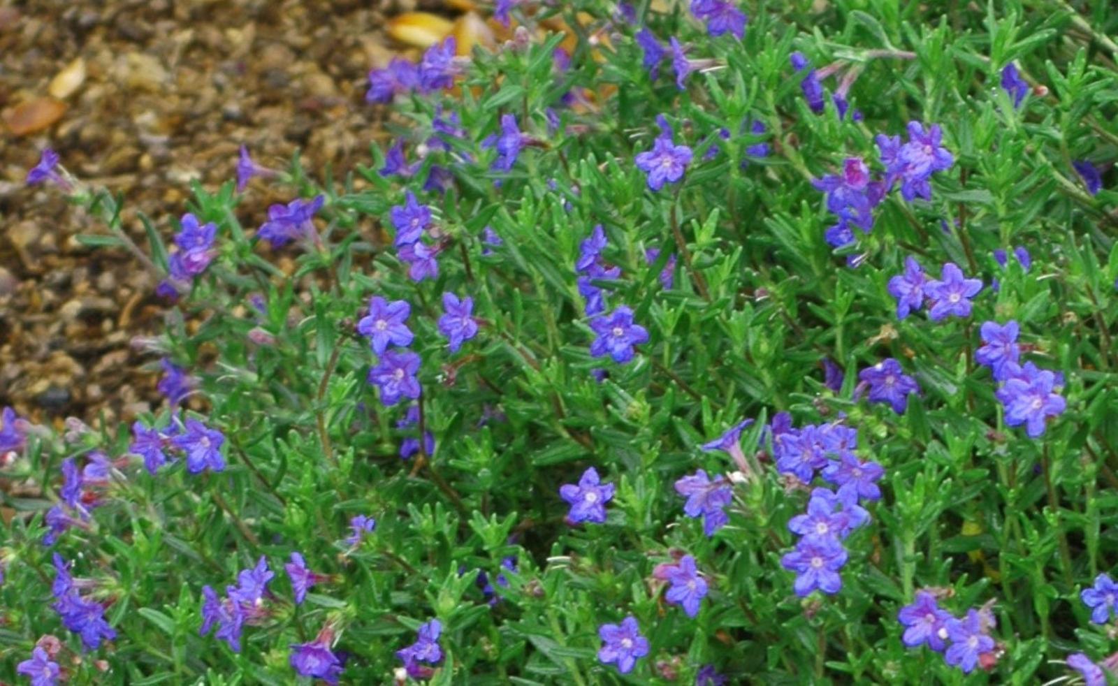 Photo of the bloom of Lithodora (Glandora prostrata 'Grace Ward ...