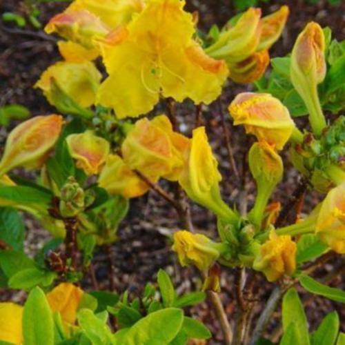 Deciduous Azalea (Rhododendron 'Arneson Golden Solitaire') in the ...