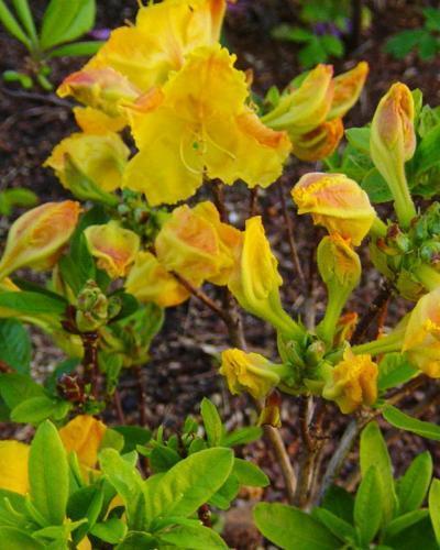 Deciduous Azalea (Rhododendron 'Arneson Golden Solitaire') in the ...