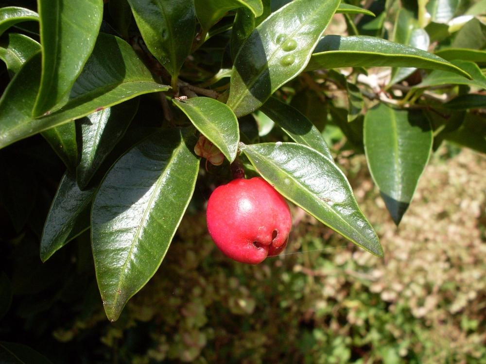 Creek Lilly Pilly (Syzygium australe) - Garden.org