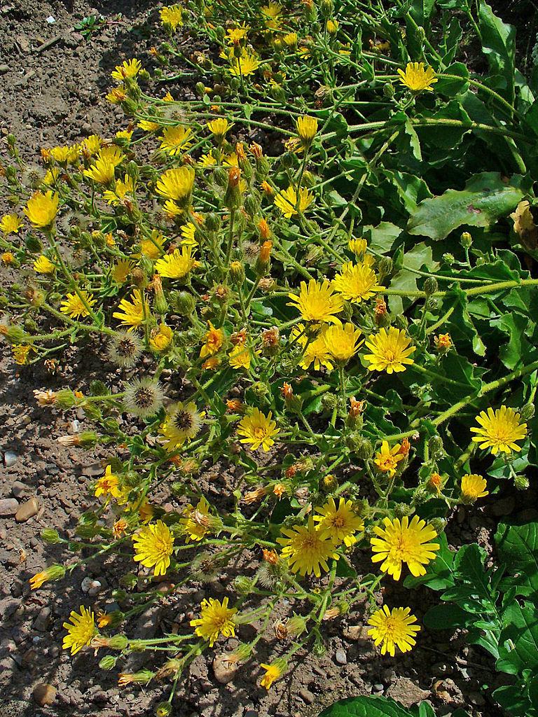 Photo of the entire plant of Sticky Hawkweed (Hieracium amplexicaule ...