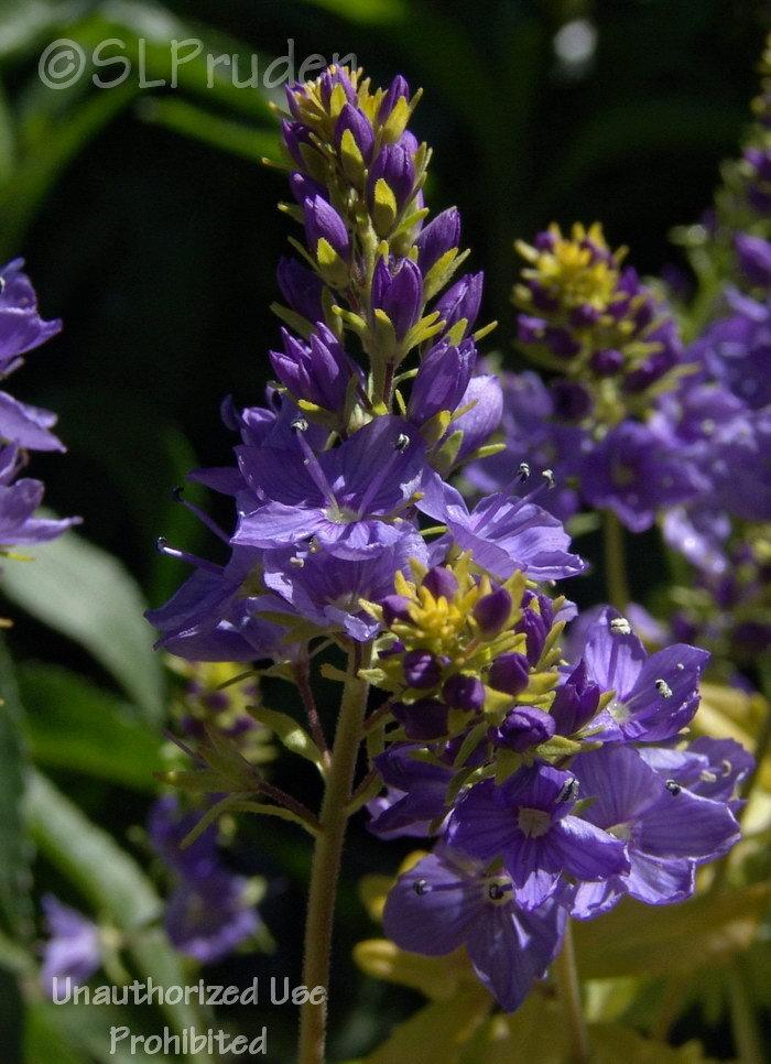 Prostrate Speedwell (Veronica prostrata 'Trehane') in the Veronicas ...