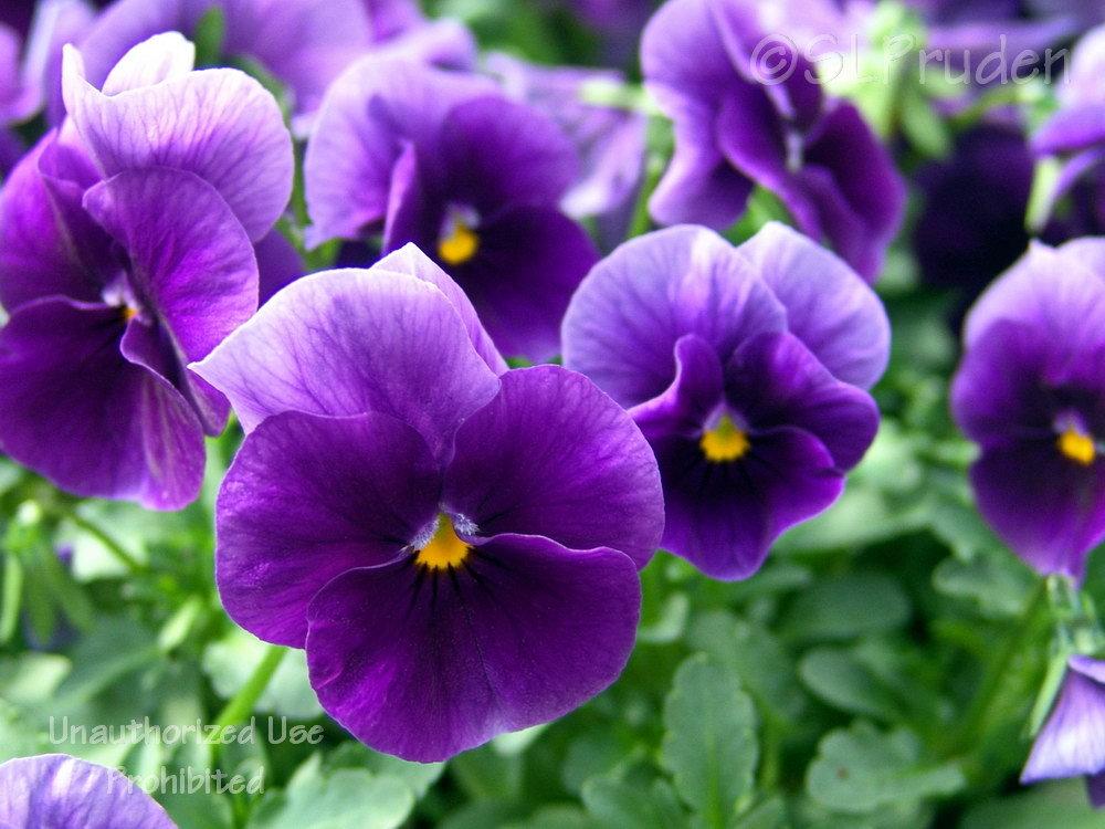 Viola (Viola cornuta Penny™ Beaconsfield) in the Violas Database ...