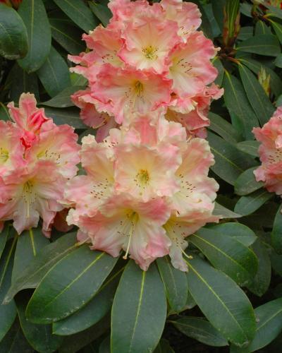 Rhododendron 'Carnelian Candy' in the Rhododendrons Database - Garden.org