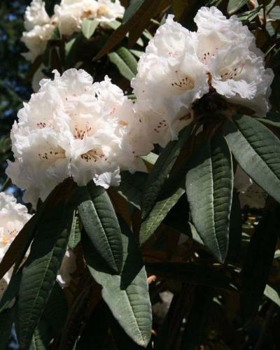Rhododendron (Rhododendron arboreum subsp. cinnamomeum) in the ...
