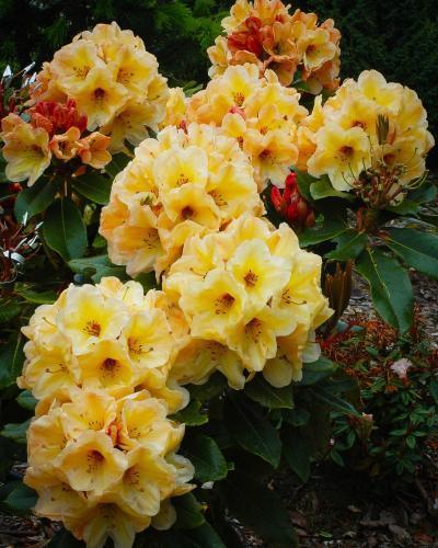 Rhododendron 'Sun King' in the Rhododendrons Database - Garden.org
