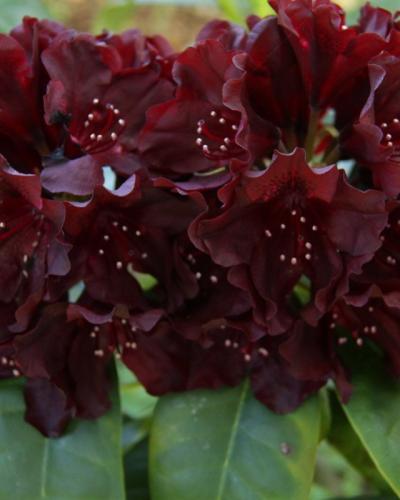 Rhododendron 'Black Widow' in the Rhododendrons Database - Garden.org