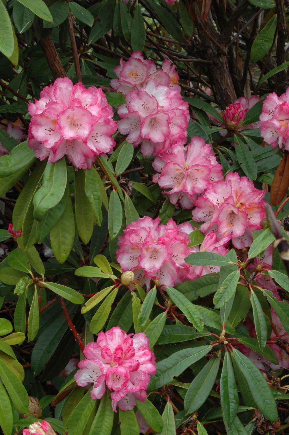Rhododendron 'Pink Delight' in the Rhododendrons Database - Garden.org