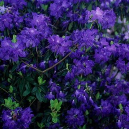 Rhododendron 'Blue Ridge' in the Rhododendrons Database - Garden.org