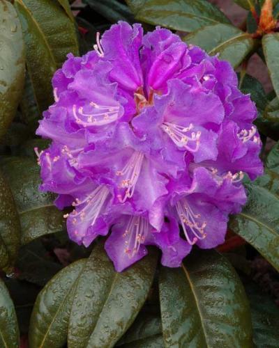 Rhododendron 'True Blue' in the Rhododendrons Database - Garden.org