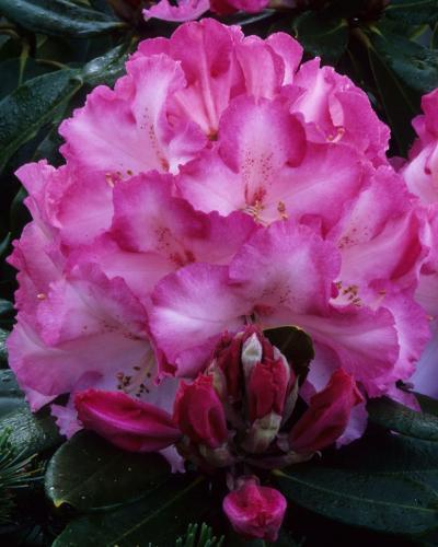 Rhododendron 'Pink Walloper' in the Rhododendrons Database - Garden.org