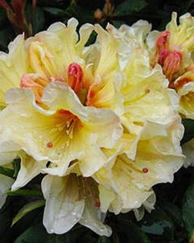 Rhododendron 'Lemon Embers' in the Rhododendrons Database - Garden.org