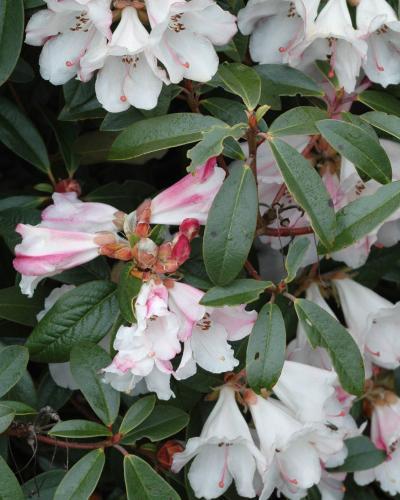 Rhododendron 'Lady Alice Fitzwilliam' in the Rhododendrons Database ...