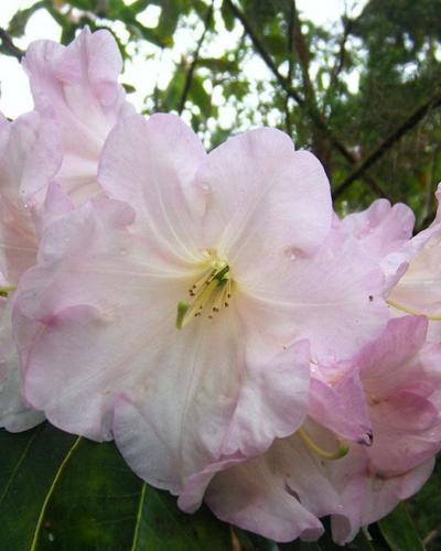 Rhododendron 'Naomi Early Dawn' in the Rhododendrons Database - Garden.org